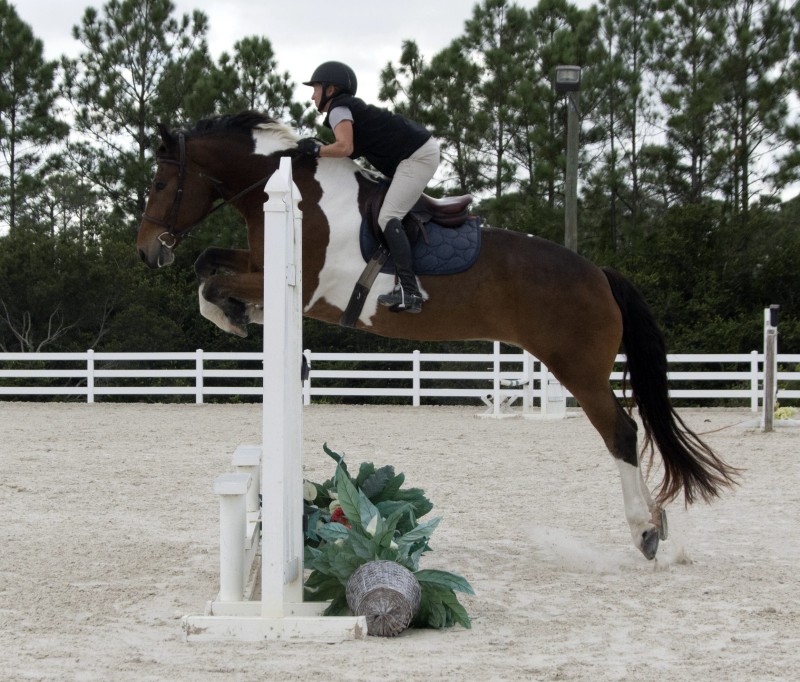 Friesian Heritage & Sporthorse News & Promotions